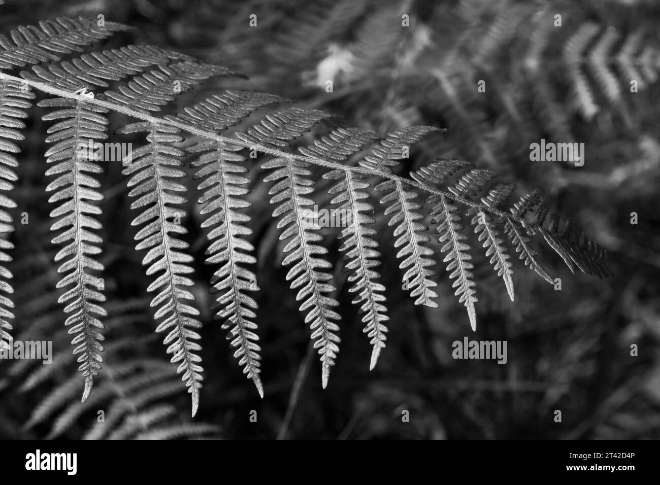 Intricate white leaf Black and White Stock Photos & Images - Alamy