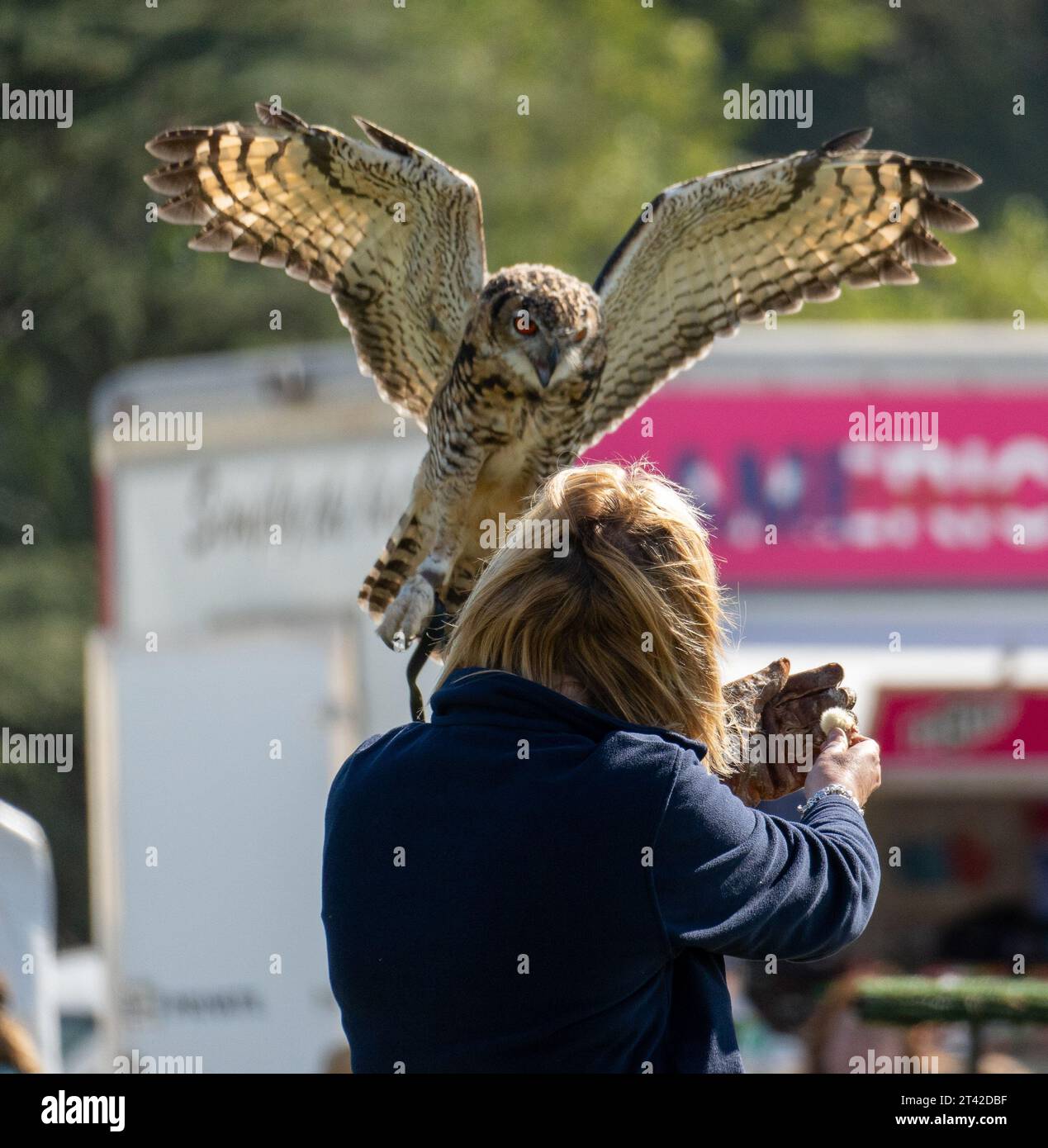 Owl perched on woman hand hi-res stock photography and images - Alamy