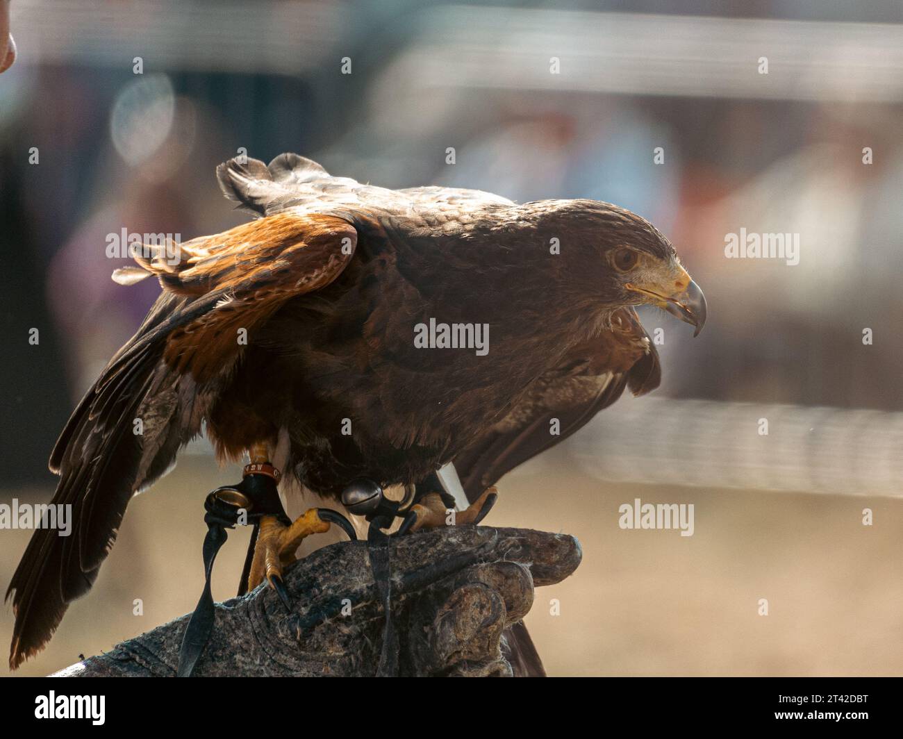 Desert buzzard parabuteo unicinctus hi-res stock photography and images ...