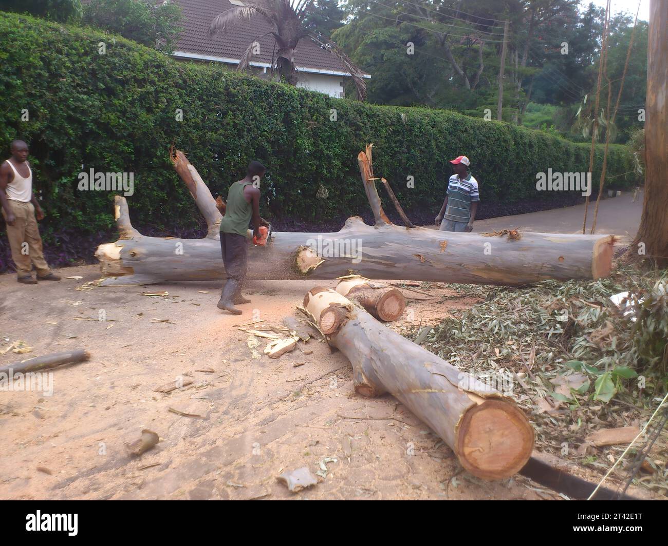 A team of forestry workers are engaged in the process of cutting down ...