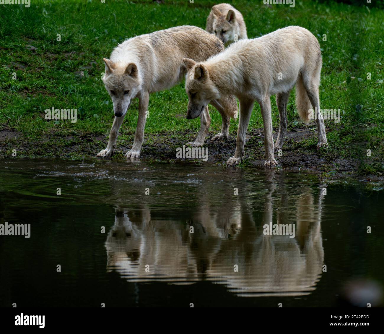 Two white wolves standing side by side drinking from a river Stock ...