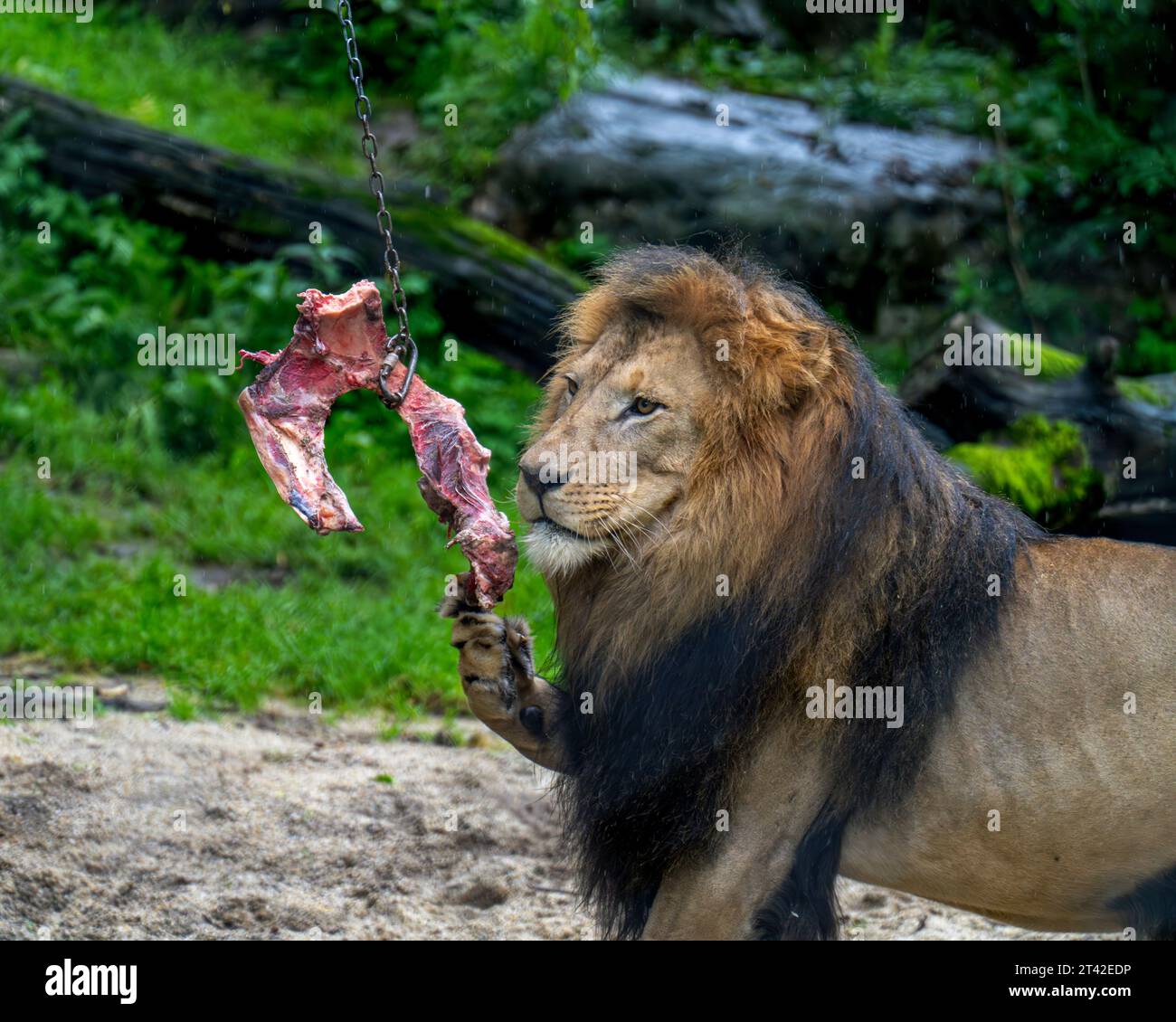 A majestic male lion feasting on a hunk of raw meat, secured on a ...