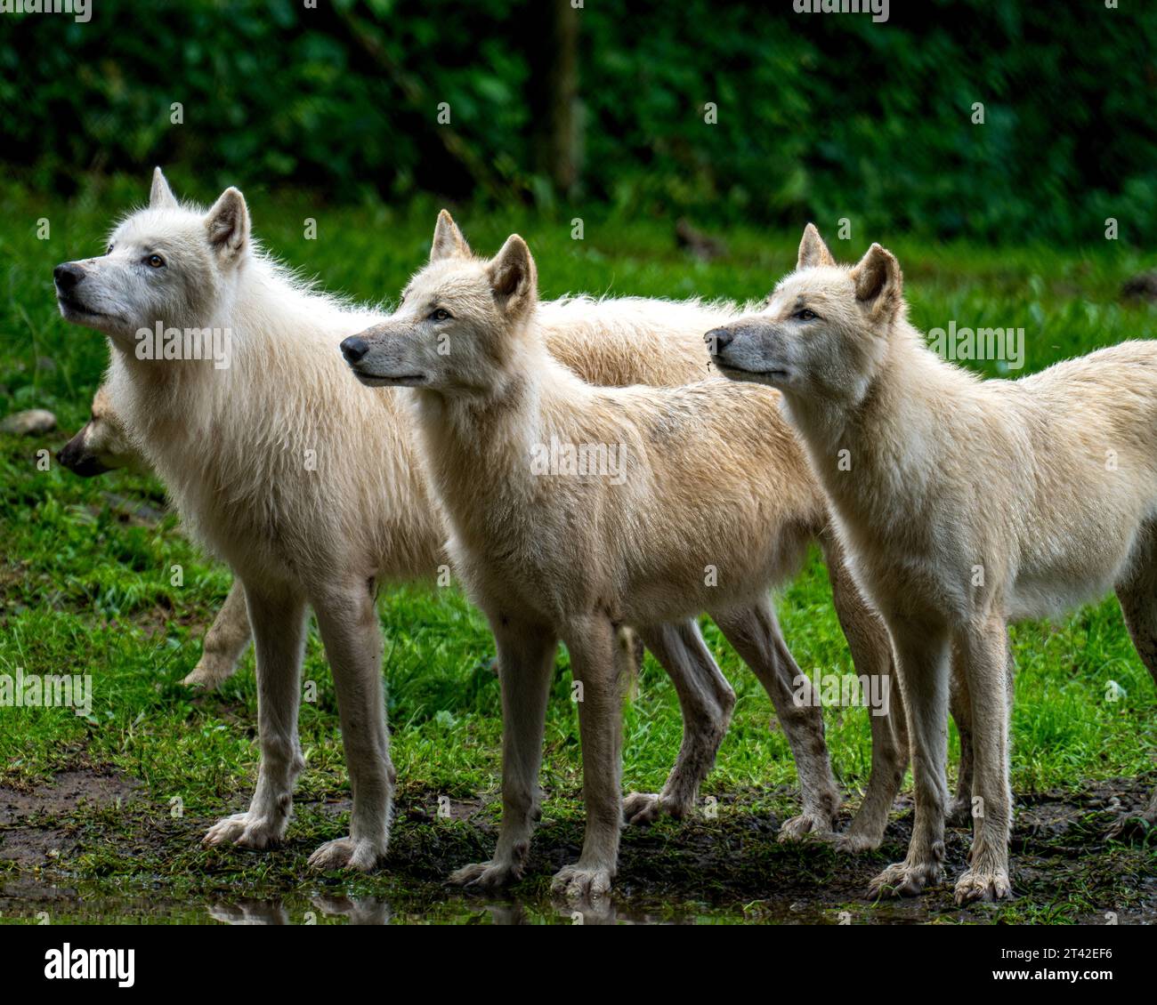 Pack of grey wolves stalking hi-res stock photography and images - Alamy
