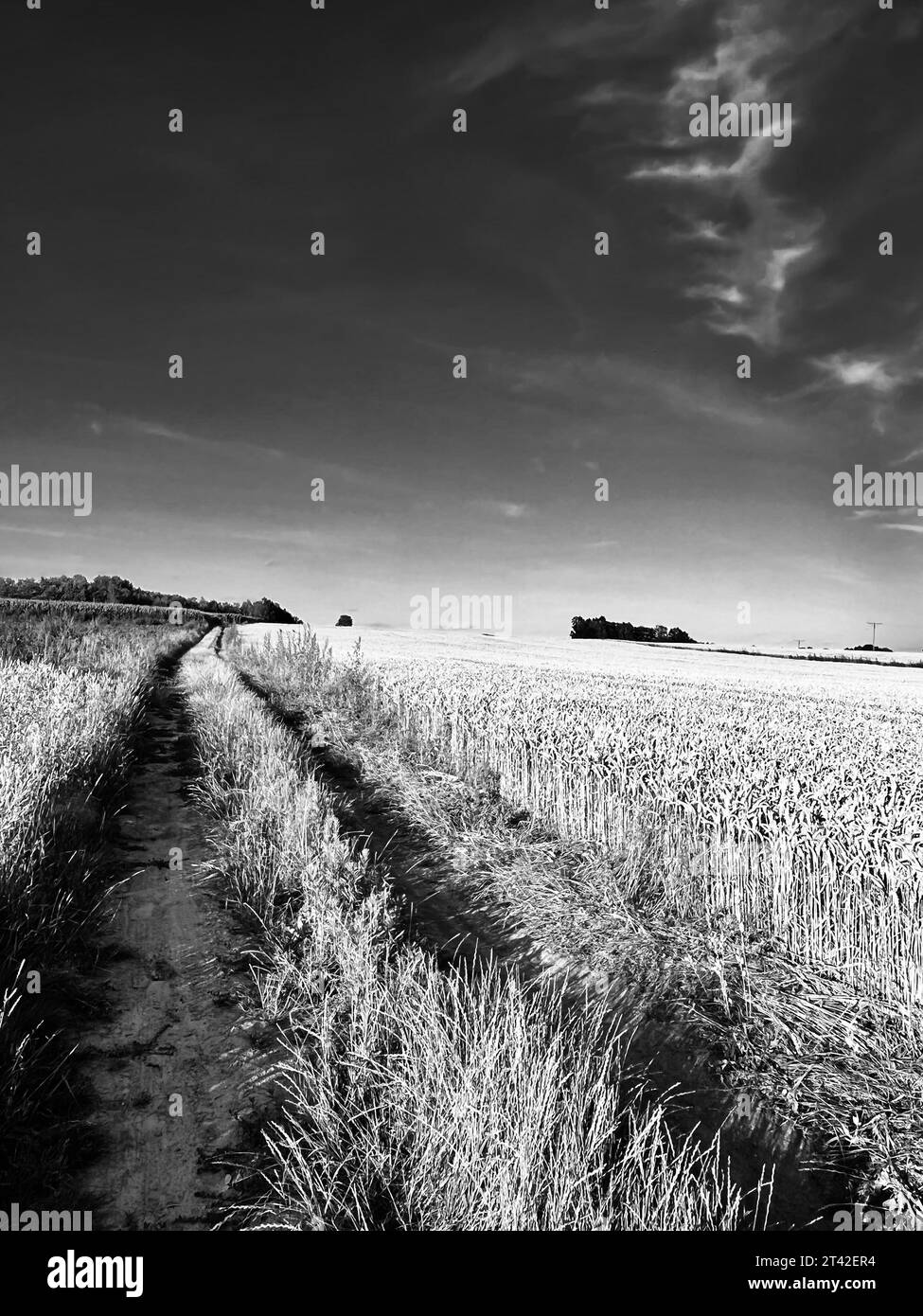 Swaying grass Black and White Stock Photos & Images - Alamy