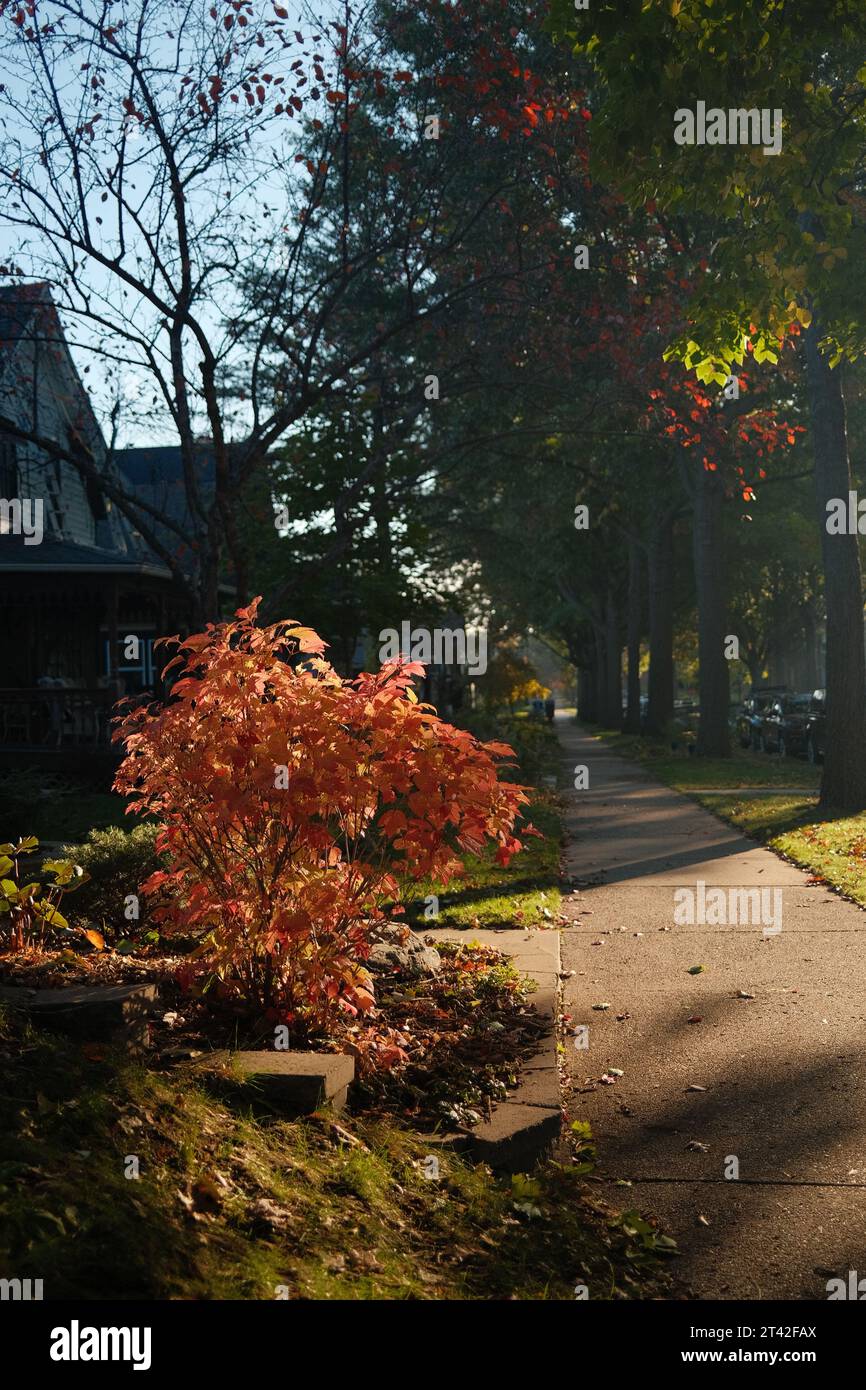 A city street scene featuring a sunny sidewalk and a tree, lined by ...