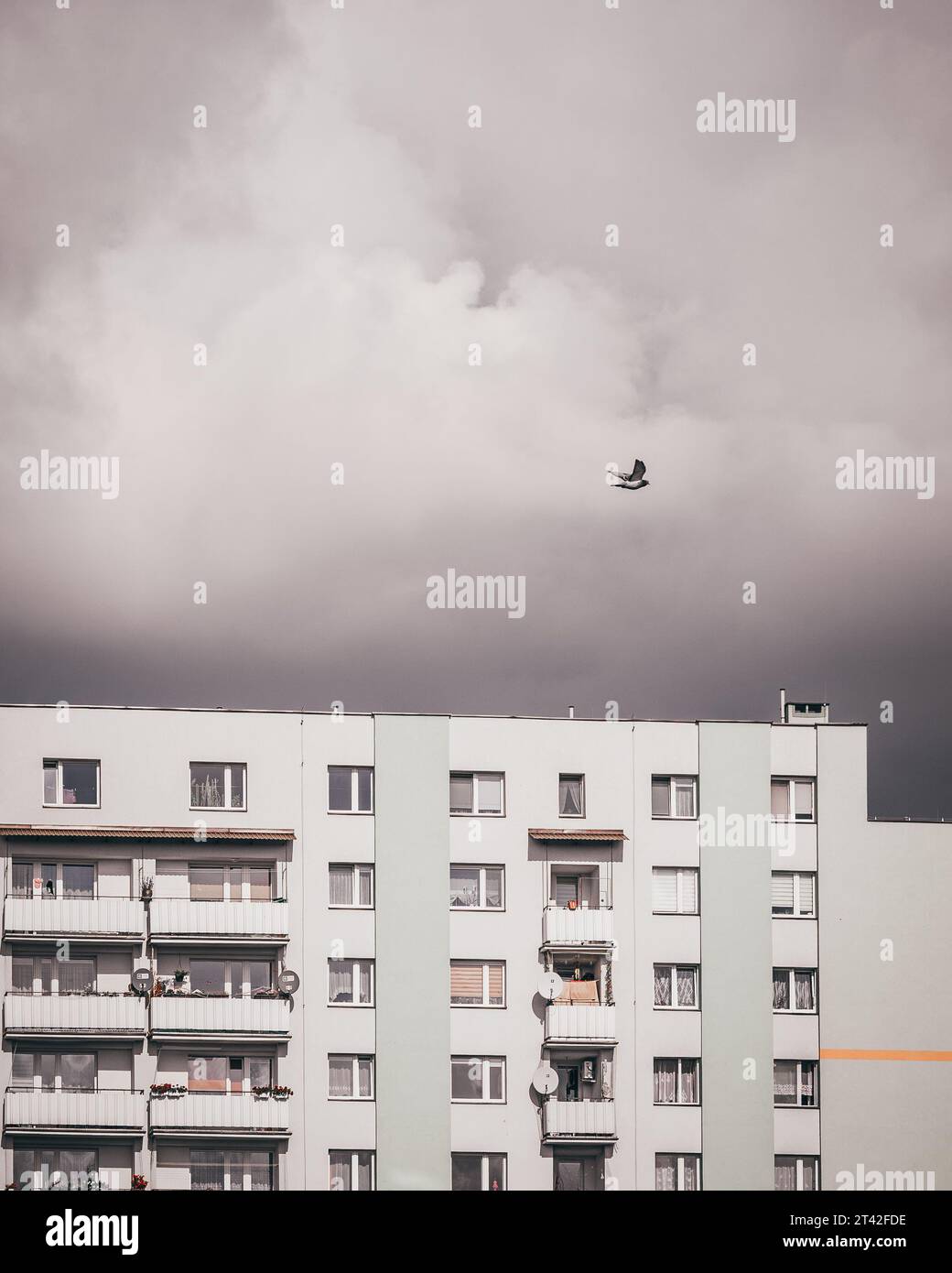 A majestic bird soars above a cityscape featuring a skyline of high ...
