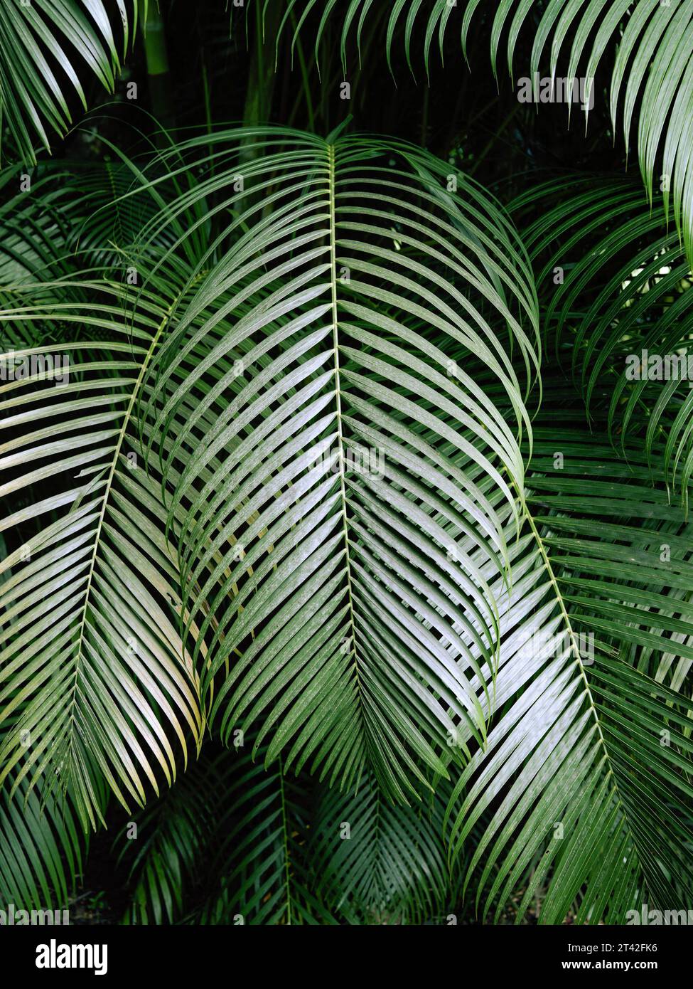 This image features an abundance of green foliage, set against a ...