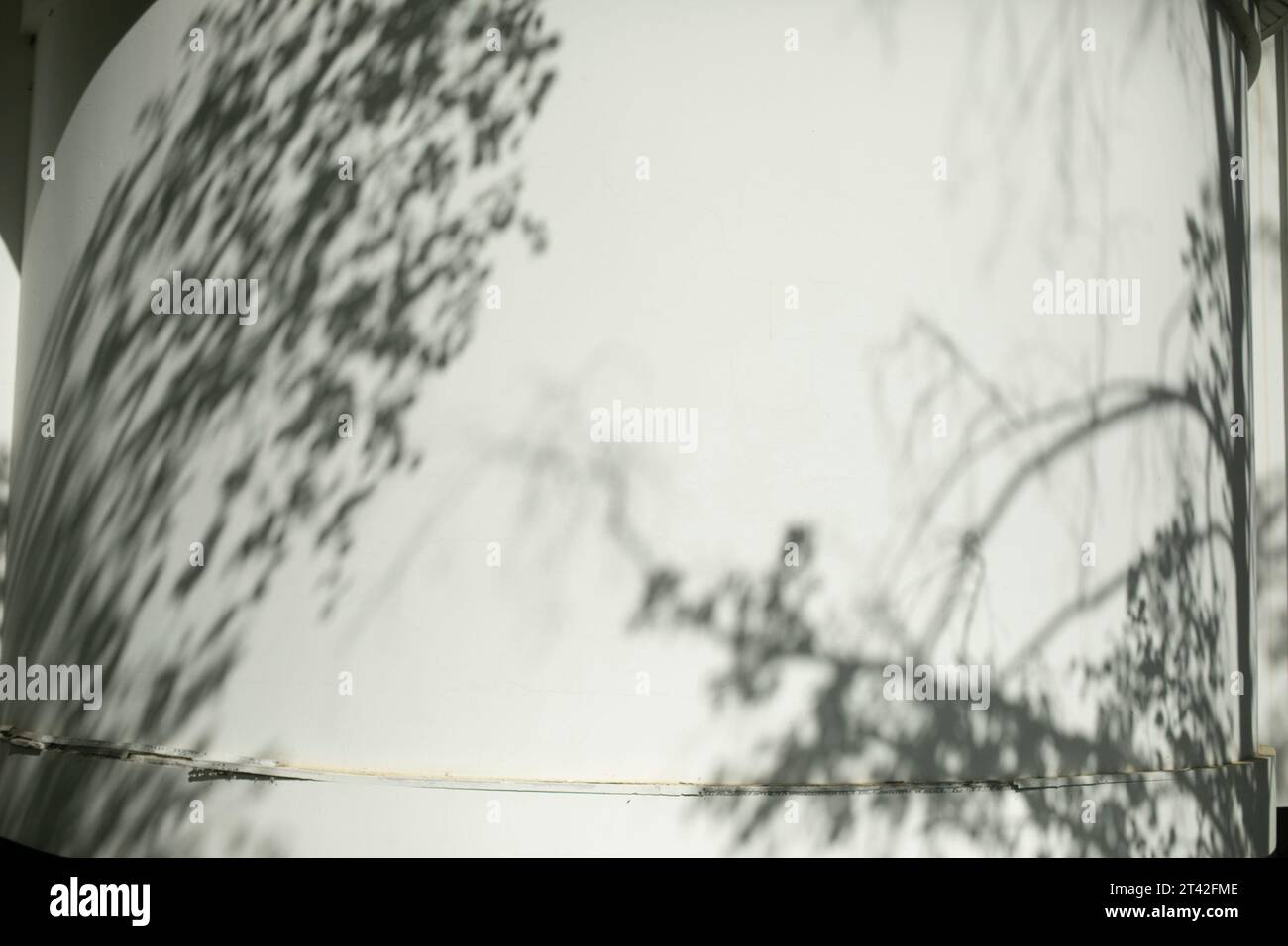 Shadow of tree on white wall. Shade from sun. High color contrast ...