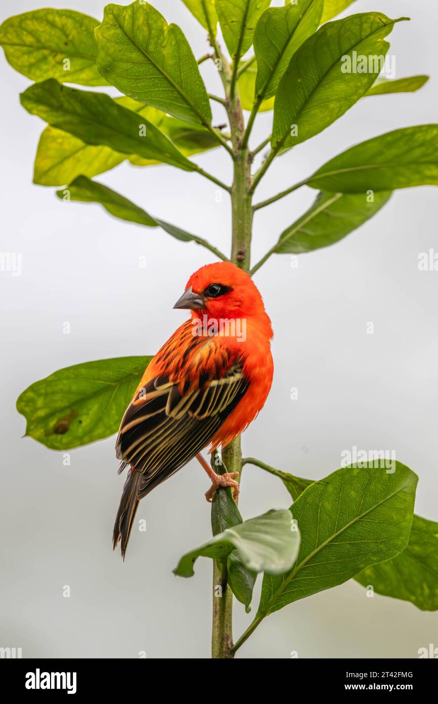 Red Madagascar Weaver vertical portrait Stock Photo - Alamy