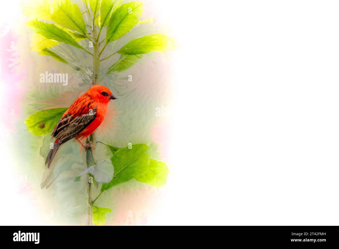 Cardinal picture Cut Out Stock Images & Pictures - Alamy