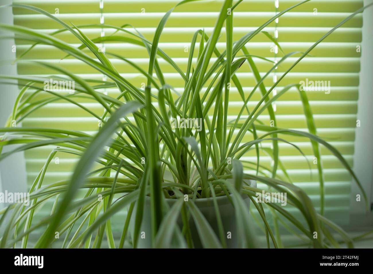 Plant by window. Houseplant on background of blinds. Green grass in pot ...