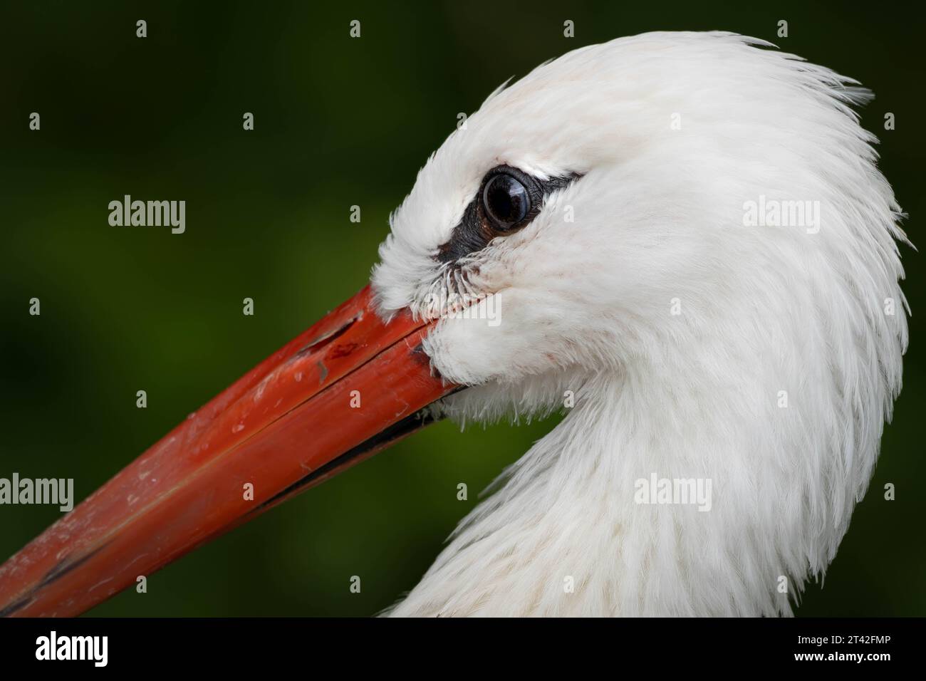 Horizontal portrail of a stork, clear eyes Stock Photo - Alamy