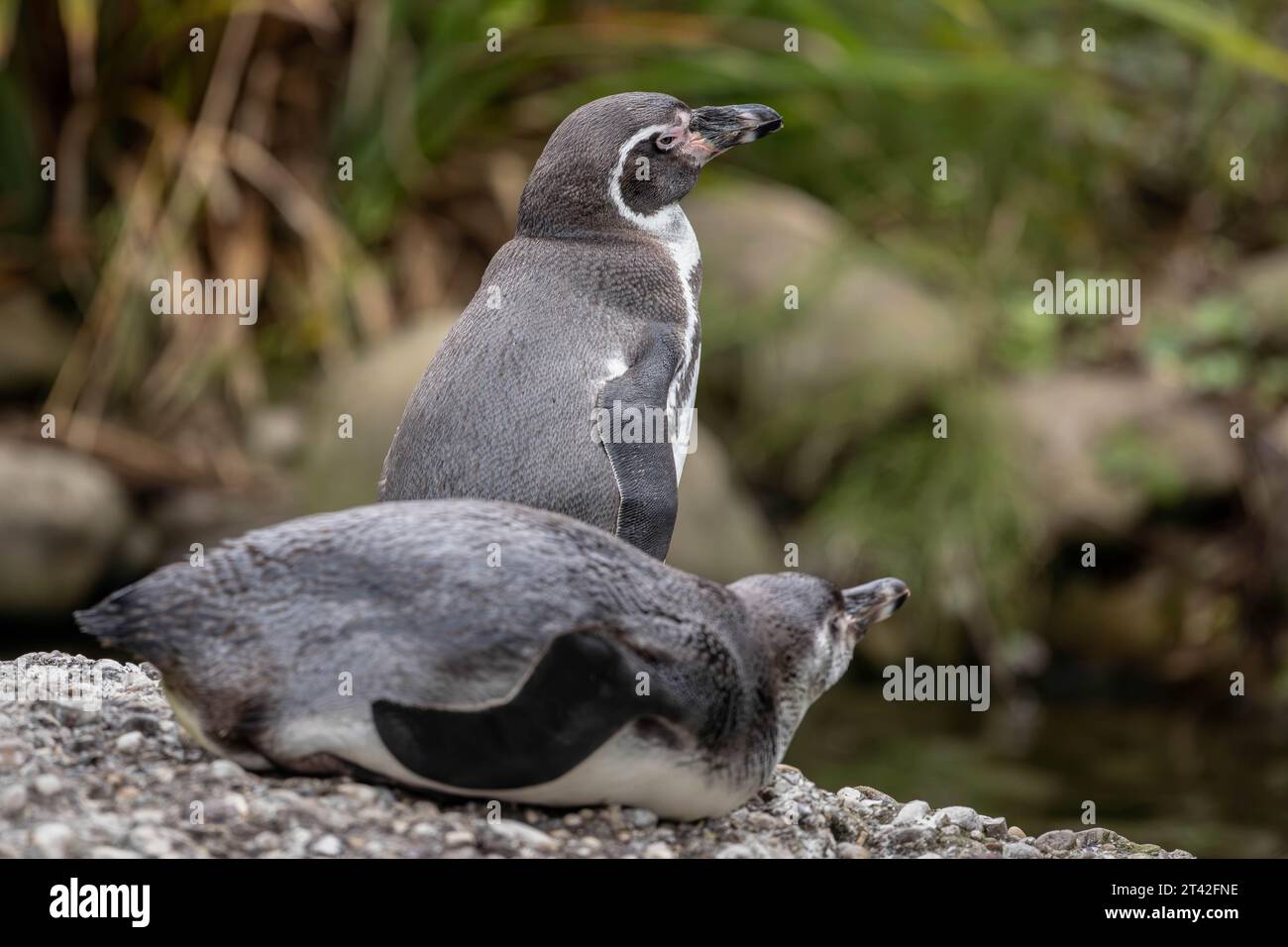 Penguins in the sun hi-res stock photography and images - Alamy