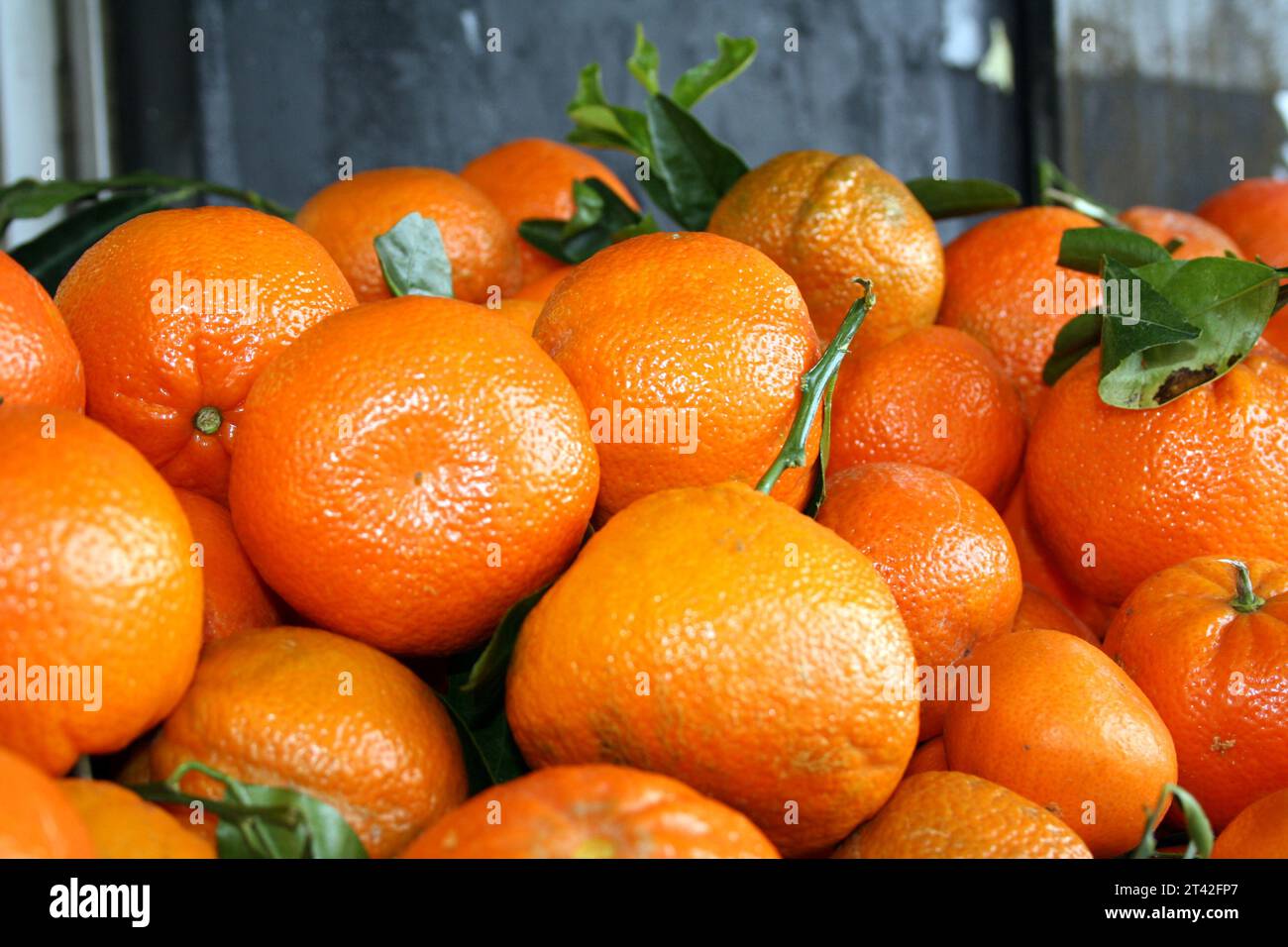 A vibrant display of freshly harvested tangerines, featuring the bright ...