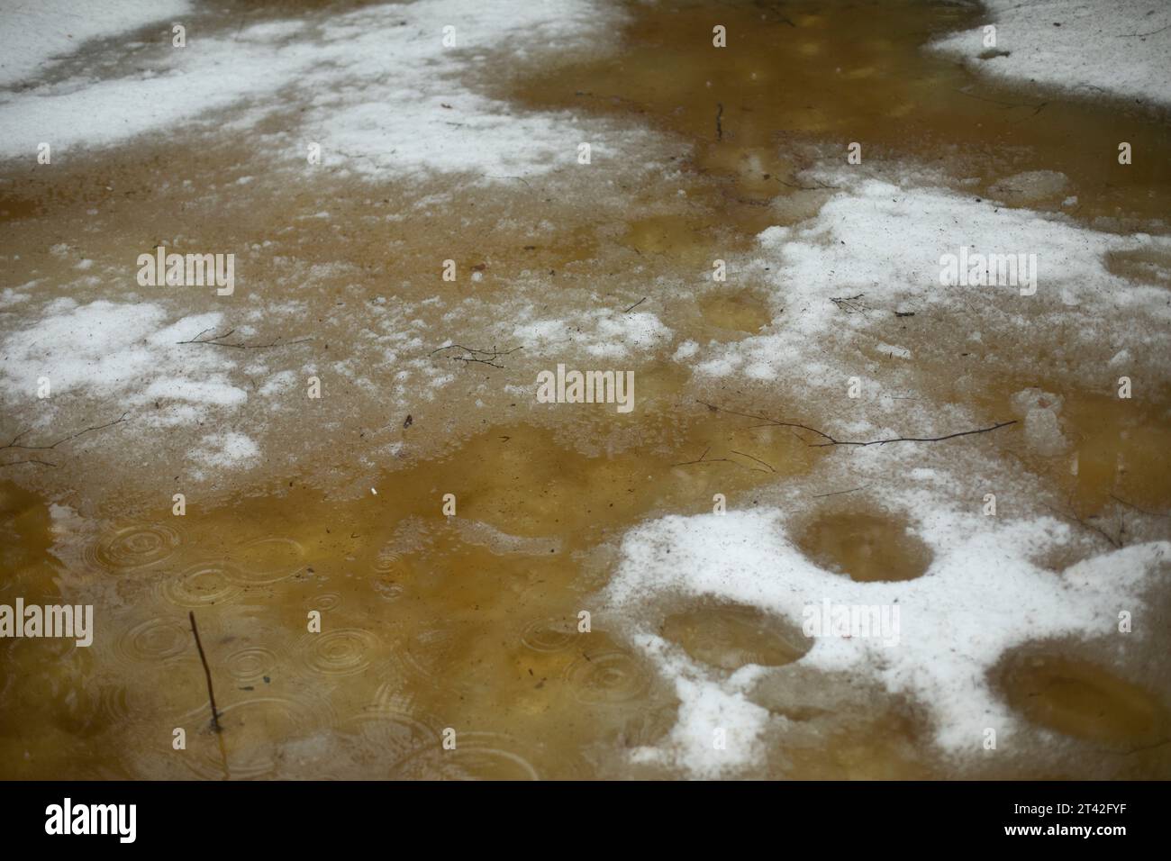 Melt water in forest. Snow melts in forest. Spring melting. Forest in ...