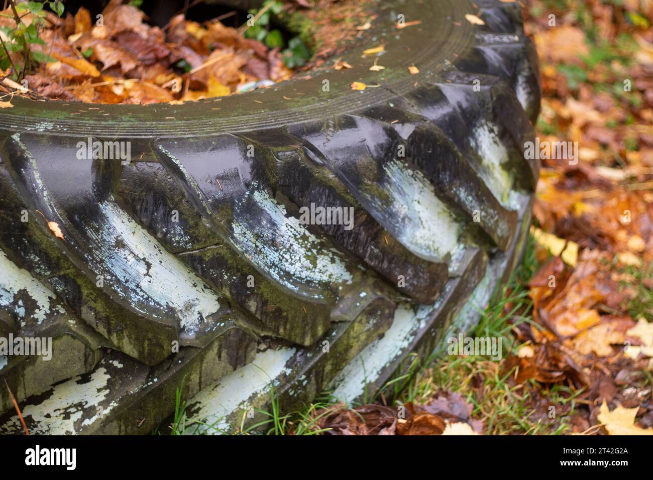 Wheel in the woods. Large tyre. Old tires from the car. Tread from an ...