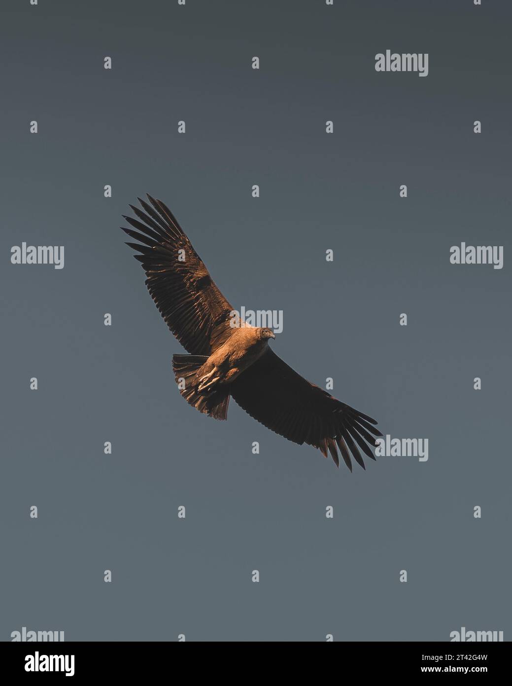 A low angle of a hawk soaring through the sky, wings outstretched and ...