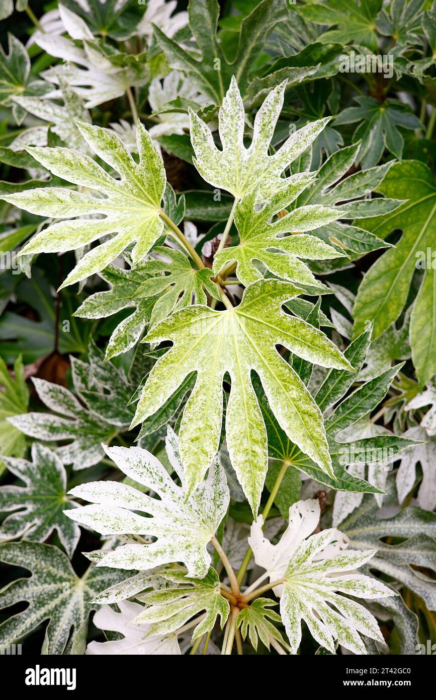 Closeup of the speckled white green leaves of the exotic evergreen ...