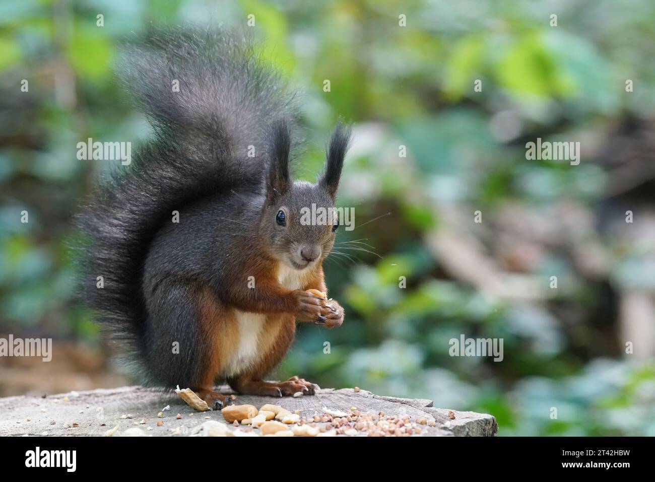 Red squirrel paws hi-res stock photography and images - Alamy