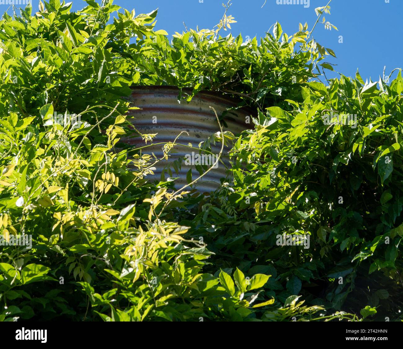 Old style corrugated iron water tank covered in green leafy vines Stock ...