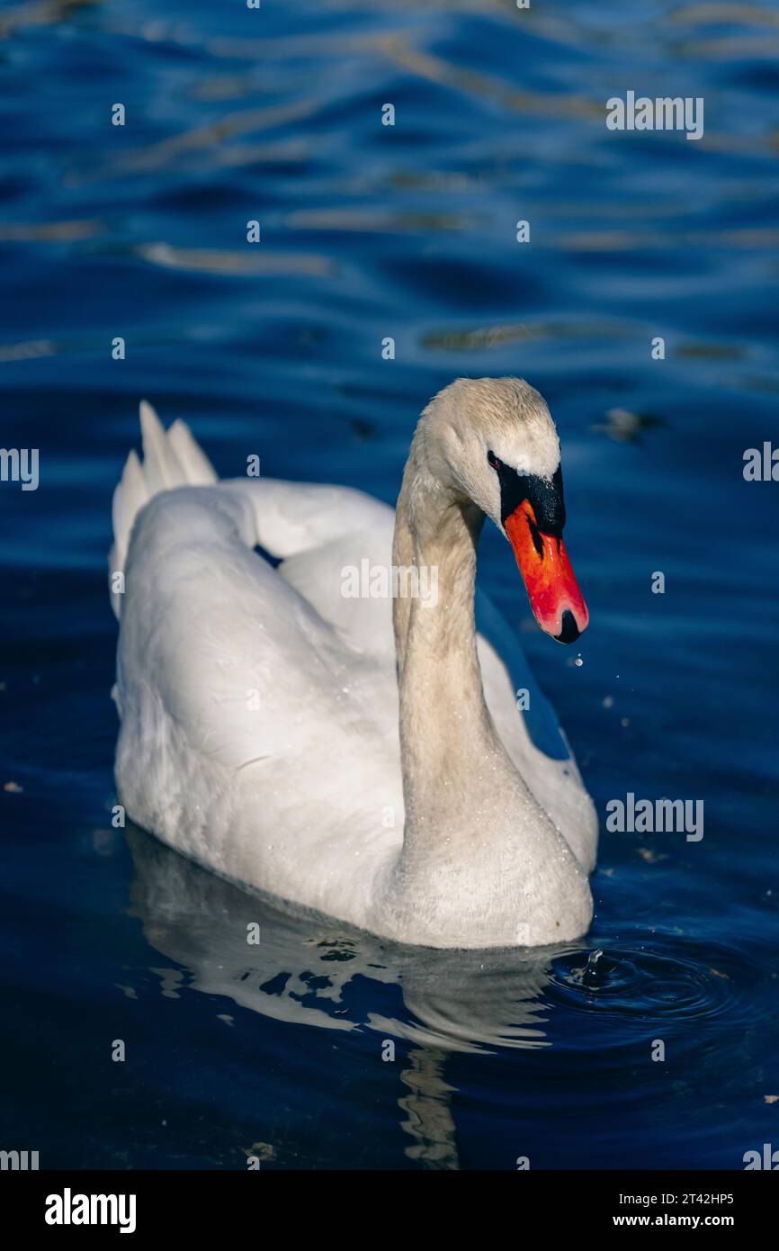 A vertical shot of a majestic white swan swimming in a tranquil lake ...
