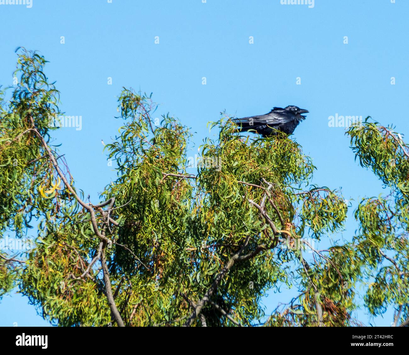 Australian Raven or Crow, mouth open cawing loudly perched of top of a ...