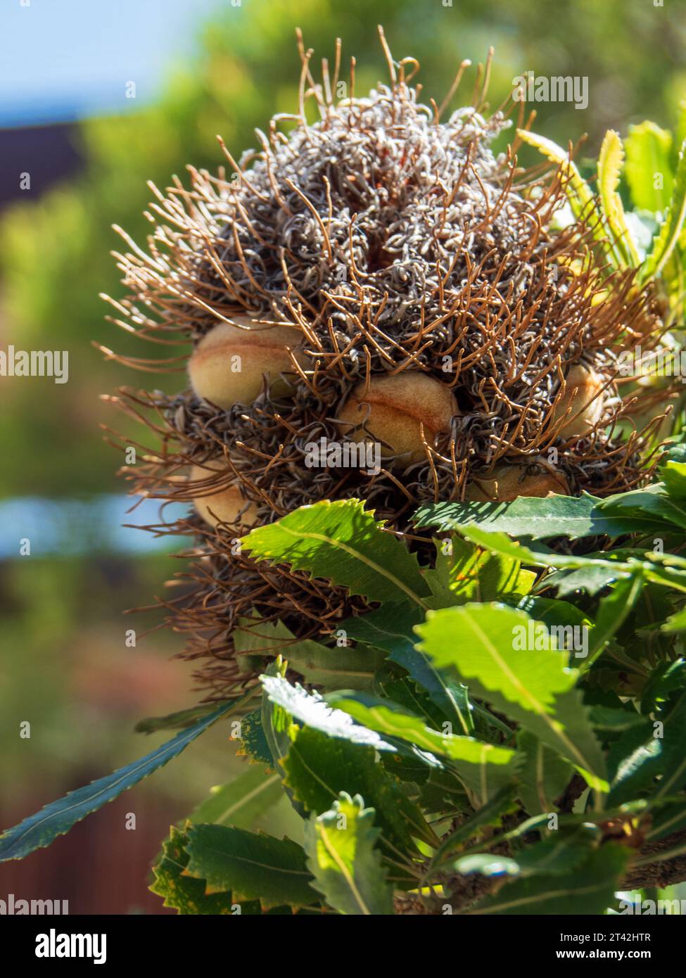 Dried out brown Banksia flower spikes with seed pods Stock Photo - Alamy
