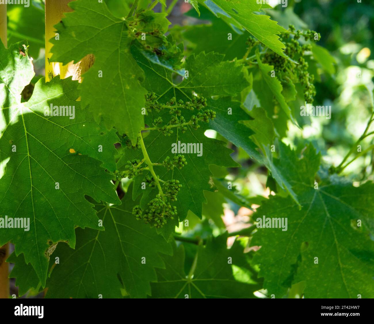 Budding grapes amongst the green vine leaves Stock Photo - Alamy