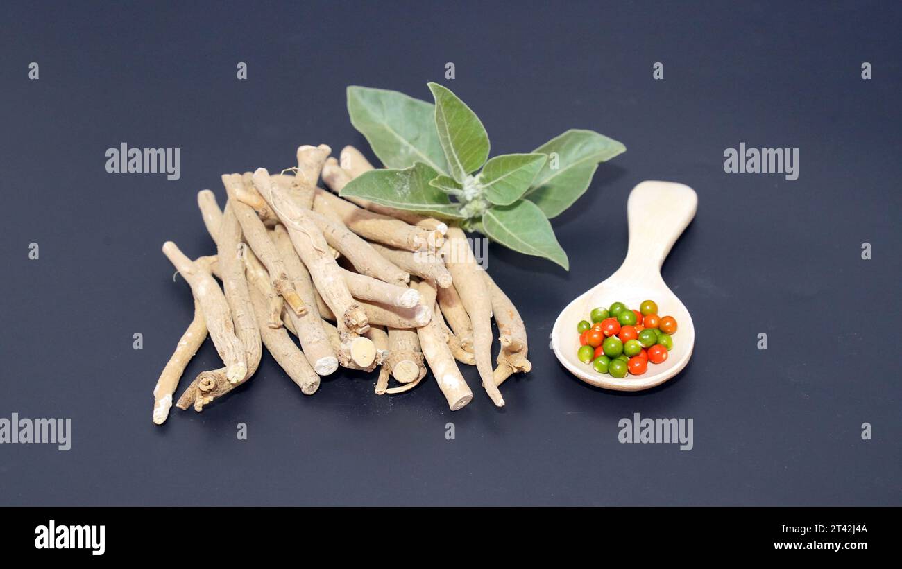 Ashwagandha Fresh Green Leaves on the Stem, Medicinal Herb Plant, also ...