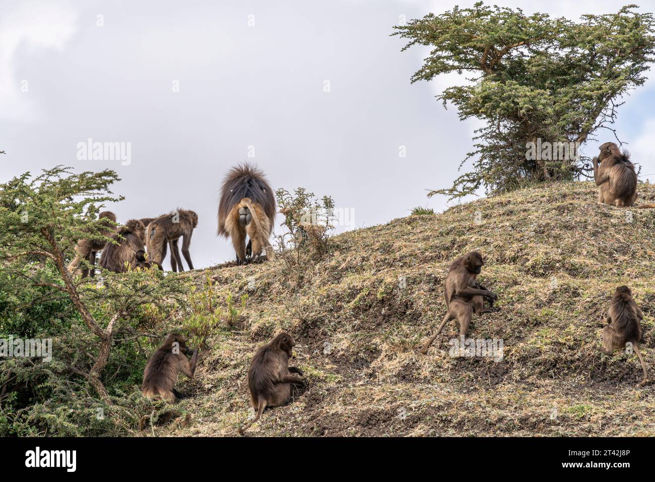 Gelada Baboons of Debre-Libanos-Gorge, Ethiopia Stock Photo - Alamy