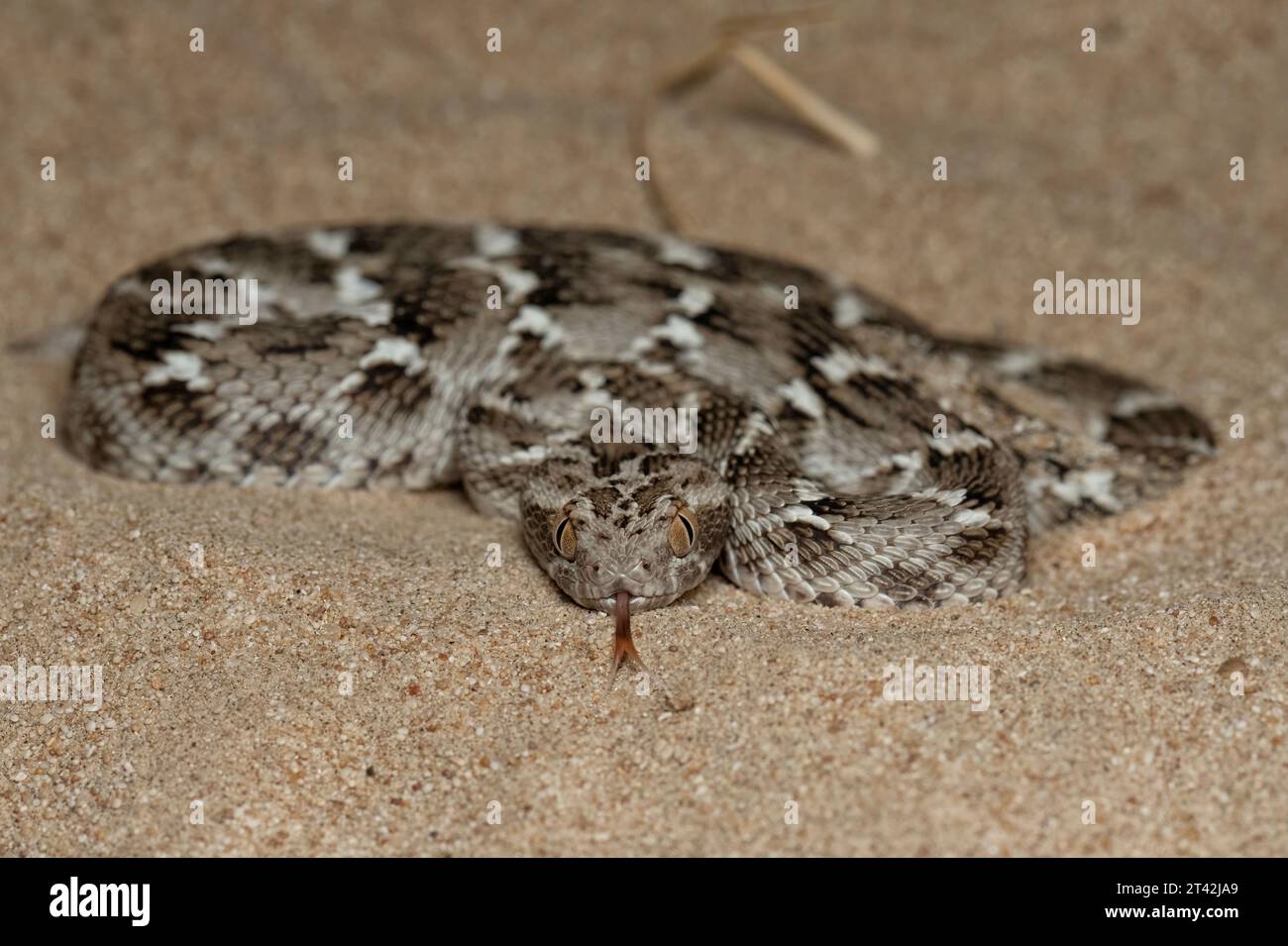 A snake resting on sandy ground, with its body curled up Stock Photo ...