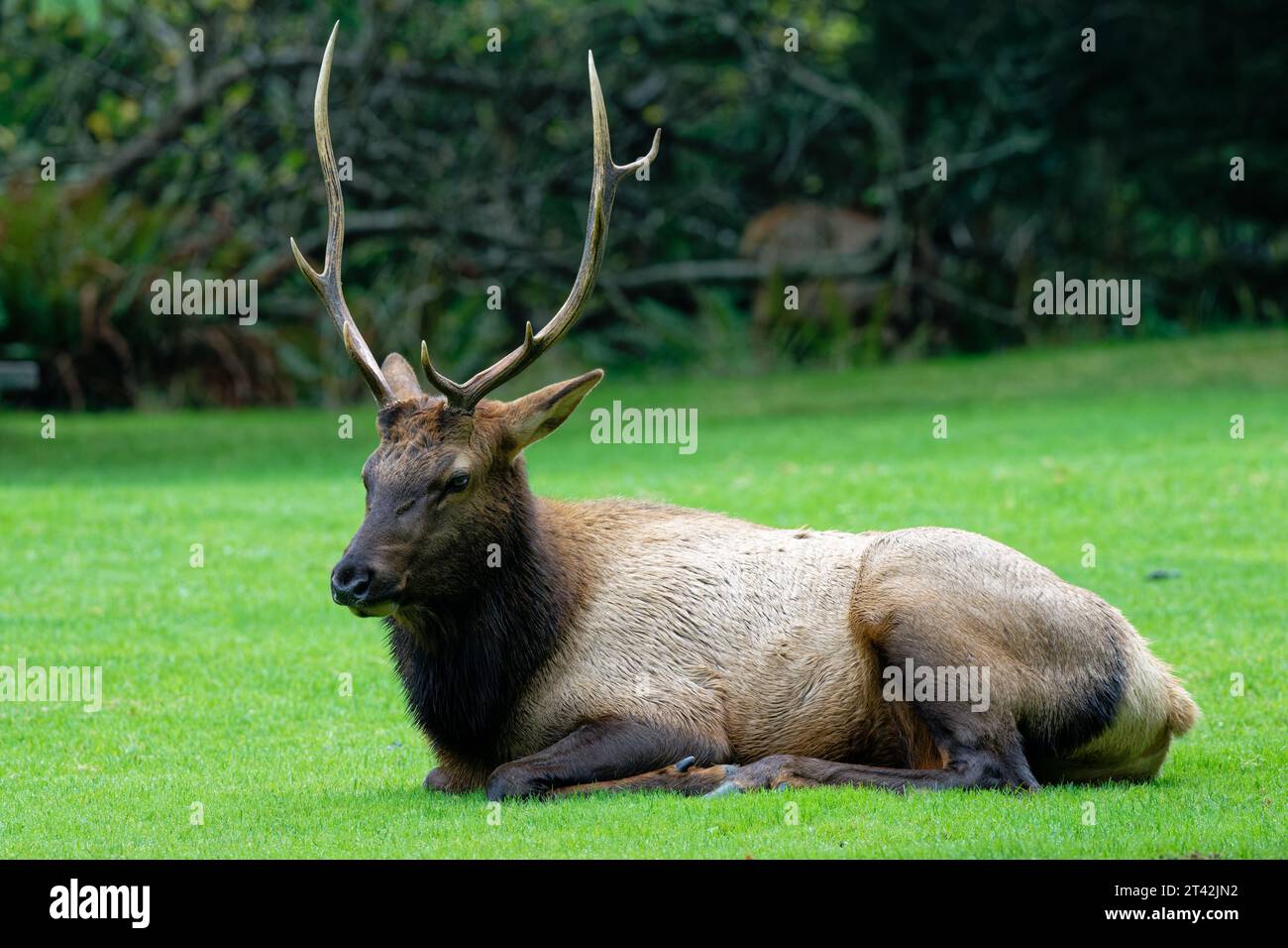 A Bull elk resting on the green grass in Cannon Beach, Oregon, USA ...