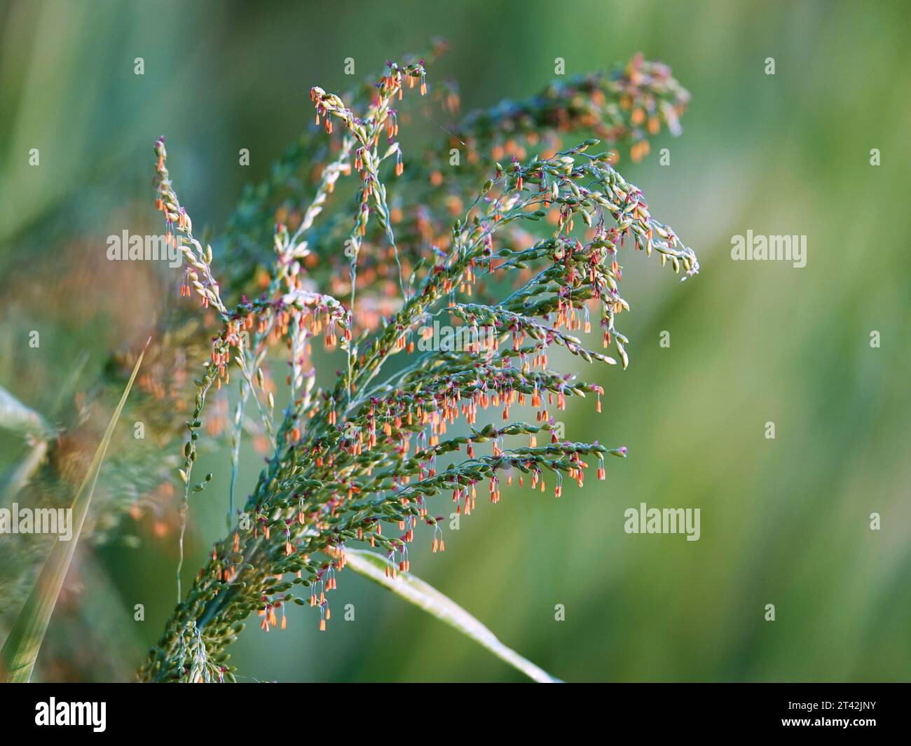 A scenic view of a grassy field with wild grasses bent and pushed down ...