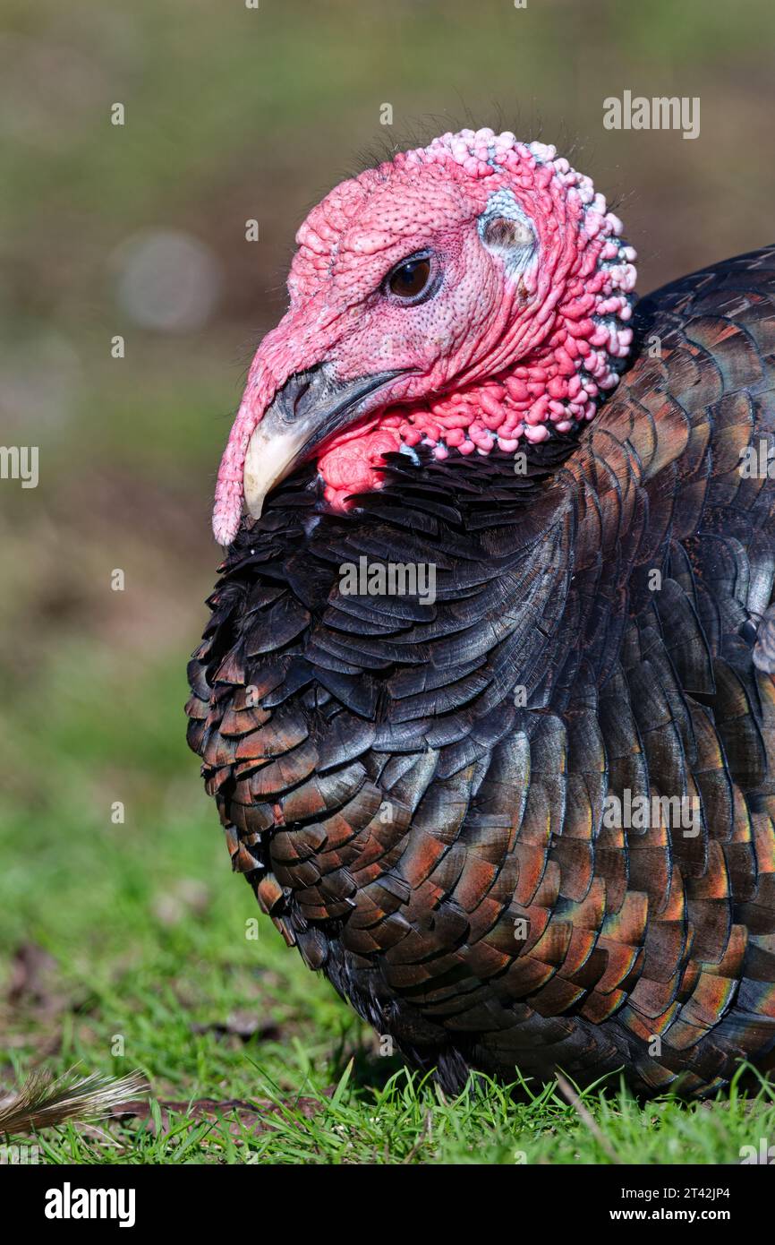 An image of a wild turkey, standing in a field of green grass and ...