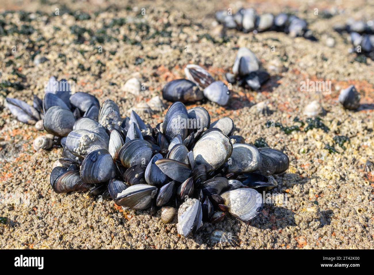 Wild mussels on rock growing on beach rock at low tide. Mytilus edulis ...