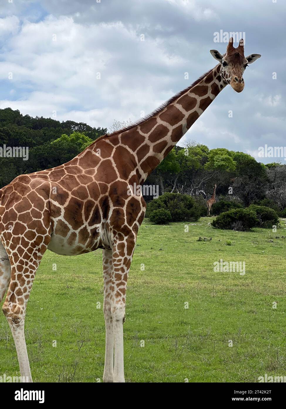 Texas Safari in your own car and feed a Giraffe Stock Photo - Alamy