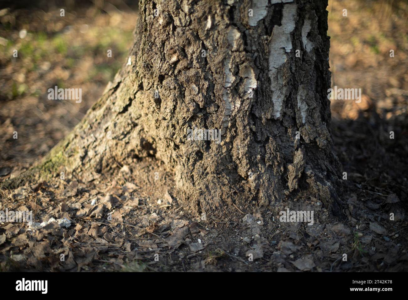 Birch root. Base of birch trunk. Tree in park. Powerful bark at root of ...