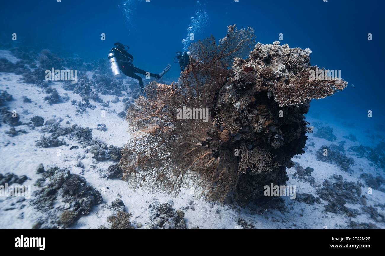 Exploring depths ocean journey marine hi-res stock photography and ...