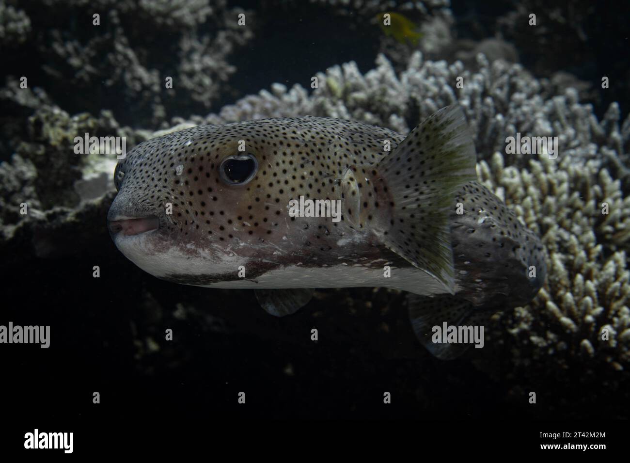 A long-spined hedgehog fish (Diodon hystrix) swimming under the Red Sea ...