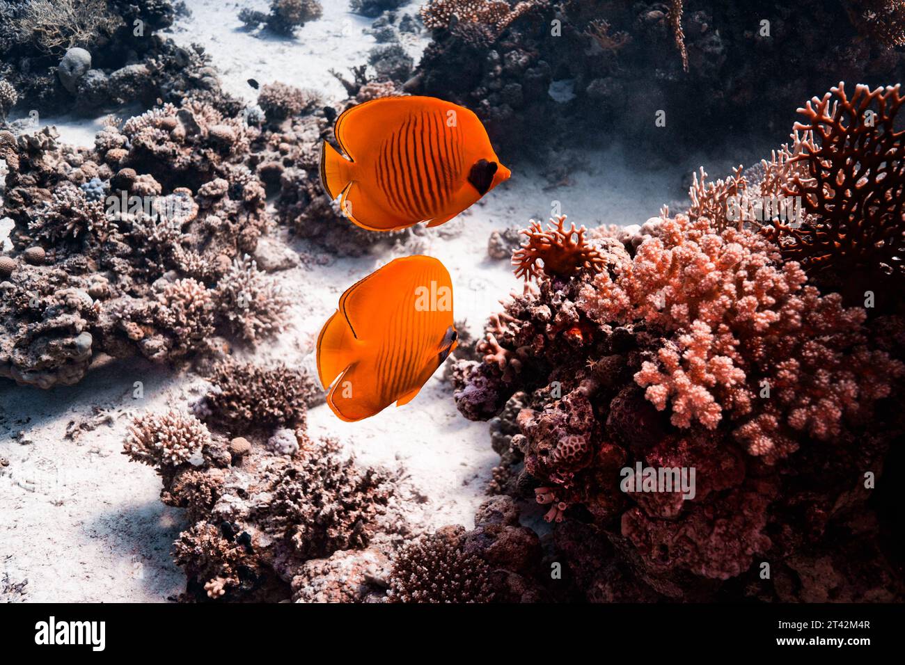 The vibrant blue-cheeked butterflyfish (Chaetodon semilarvatus) under ...