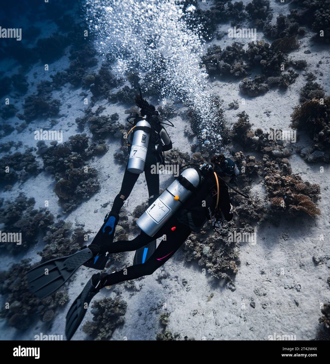 The scuba divers exploring the vibrant coral reefs below the surface of ...