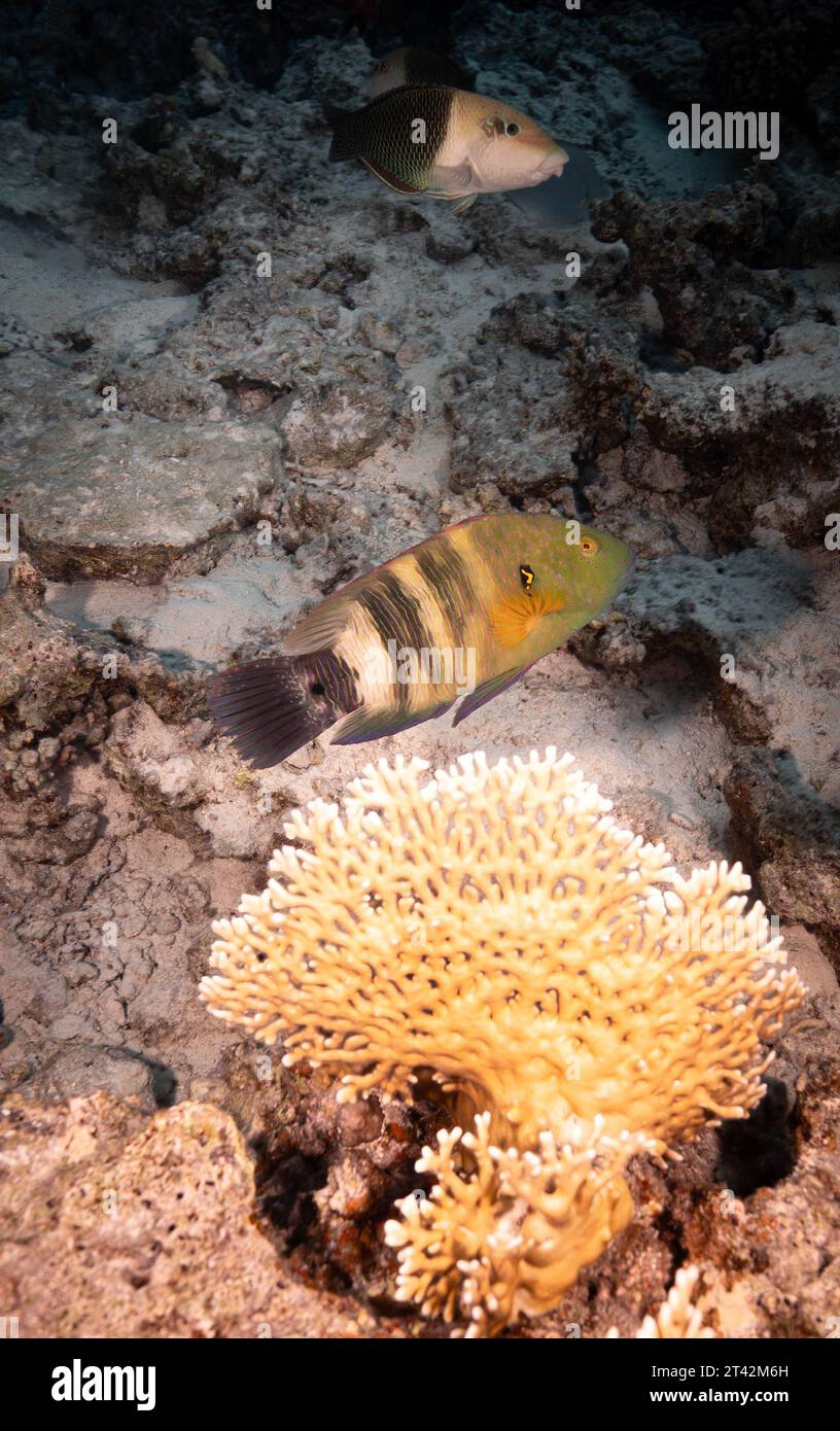 A tropical red-breasted wrasse (Cheilinus fasciatus) fish swims alone ...