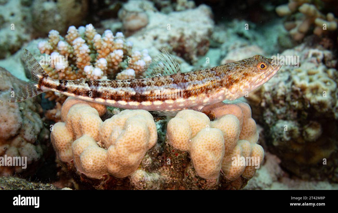 Inshore lizardfish hi-res stock photography and images - Alamy