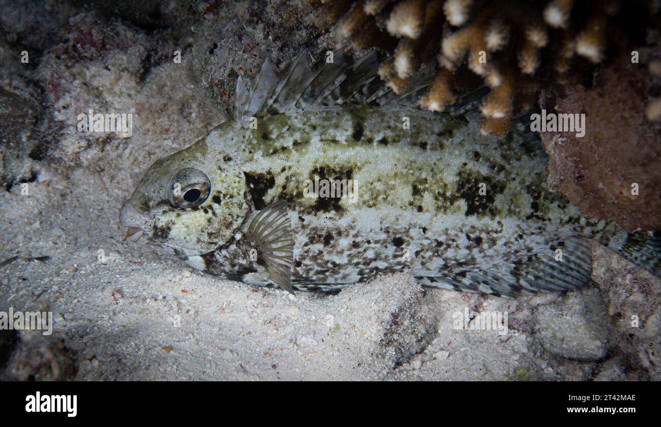 A dusky spinefoot (Siganus luridus) swimming underwater in its natural ...
