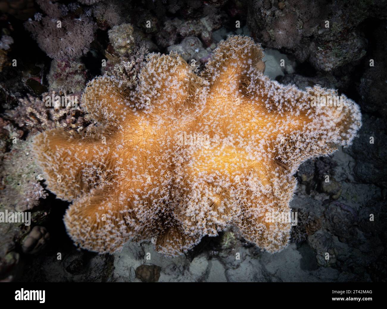 Sessile polyp hi-res stock photography and images - Alamy