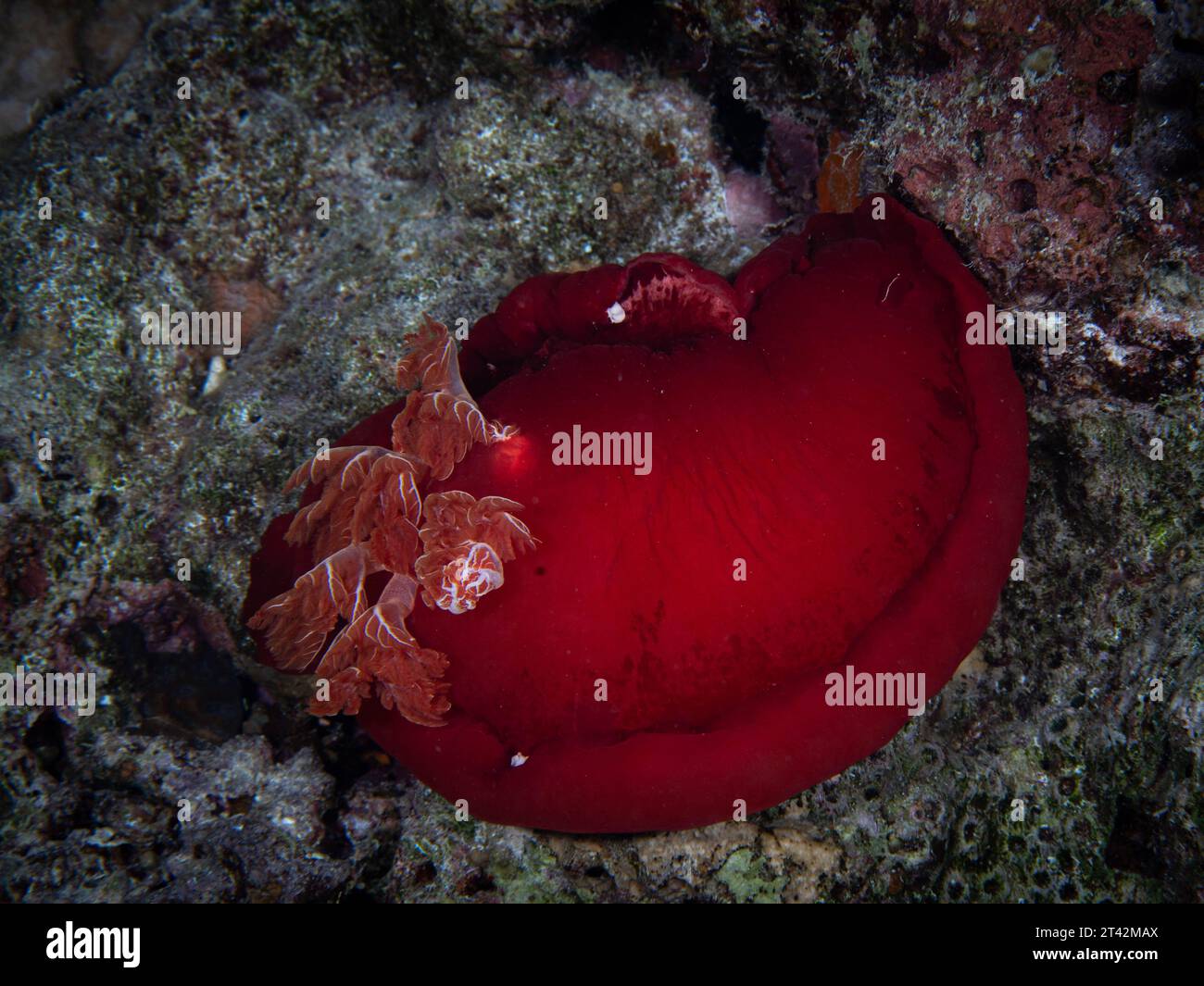 Vivid slug hi-res stock photography and images - Alamy