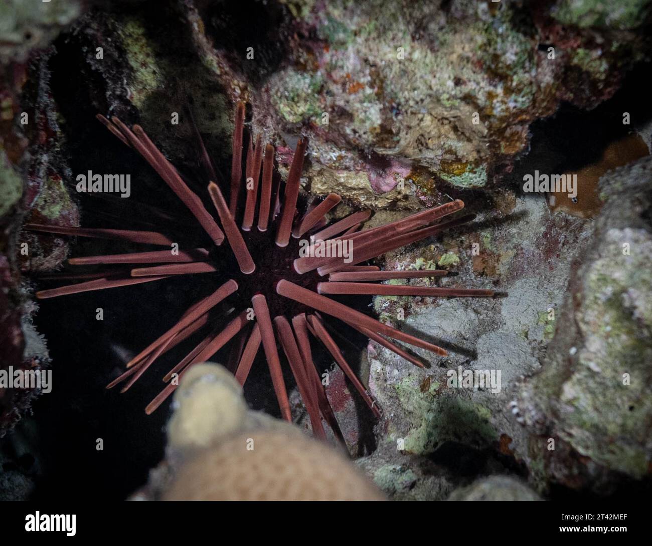 Burrowing urchin echinometra mathaei hi-res stock photography and ...