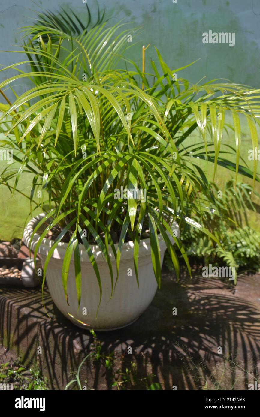 beautiful green palm tree Stock Photo - Alamy
