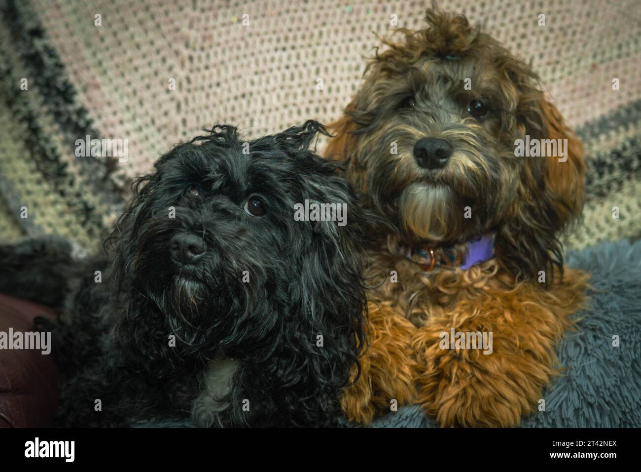 Two canine companions are cozied up together on a plush sofa Stock ...