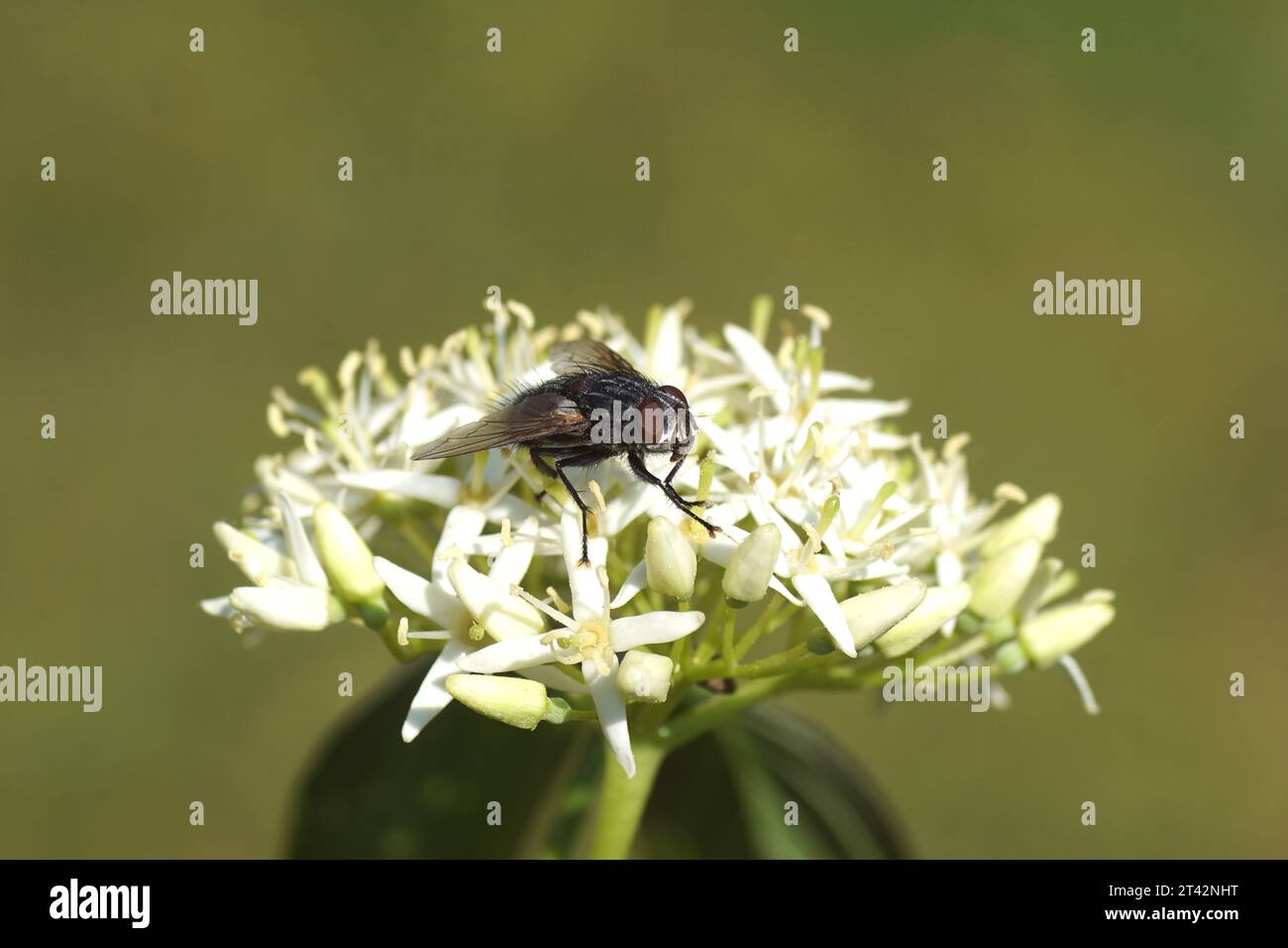 Blepharipa pratensis hi-res stock photography and images - Alamy